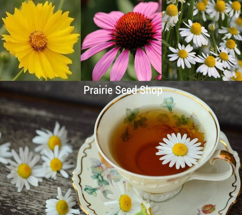 Herbal Tea Lovers Seed Collection, Variety Multi Pack, Grow Your Own ...