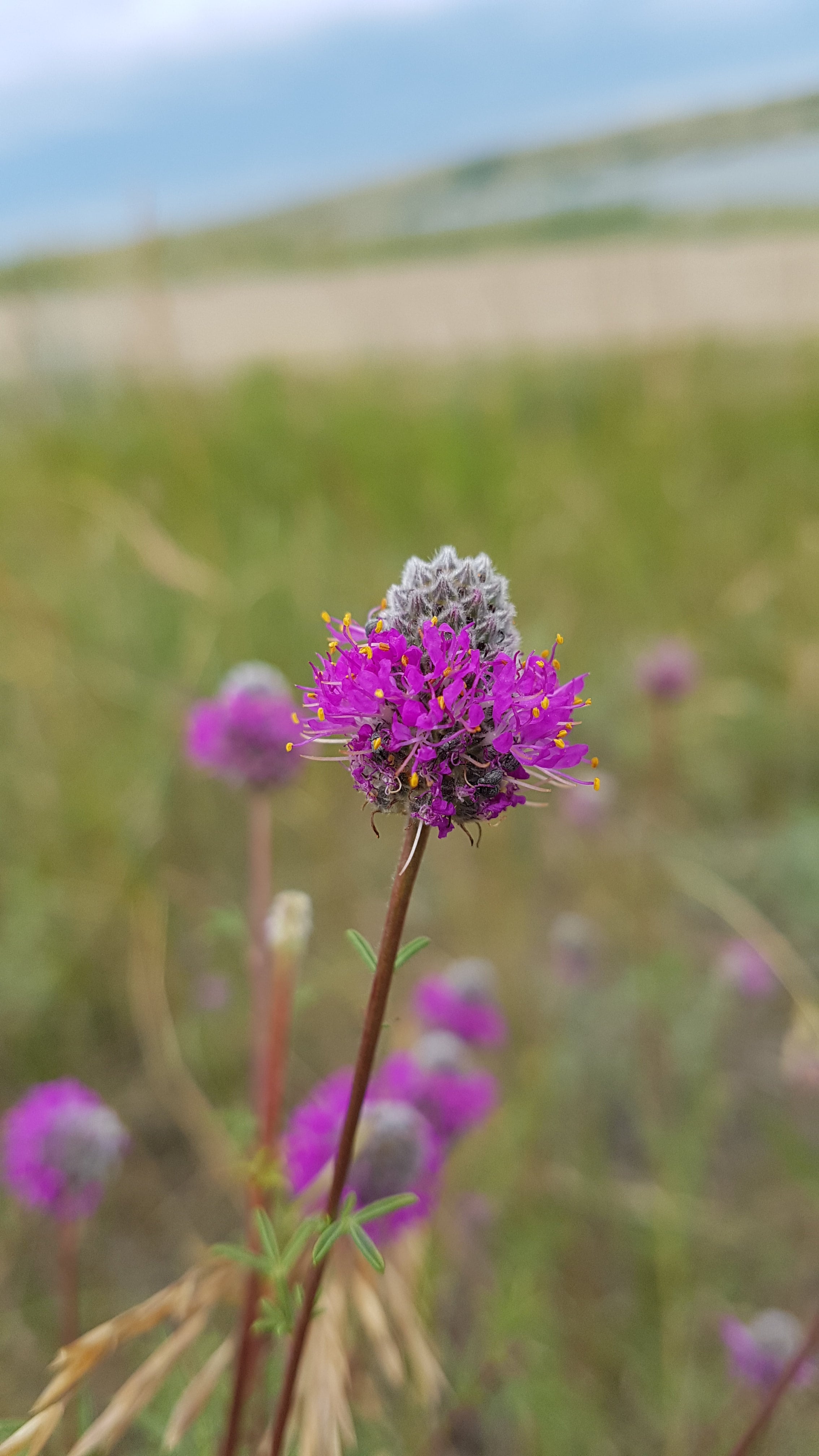 Purple Prairie Clover Seeds Canada, Perennial Native Canadian Wild ...