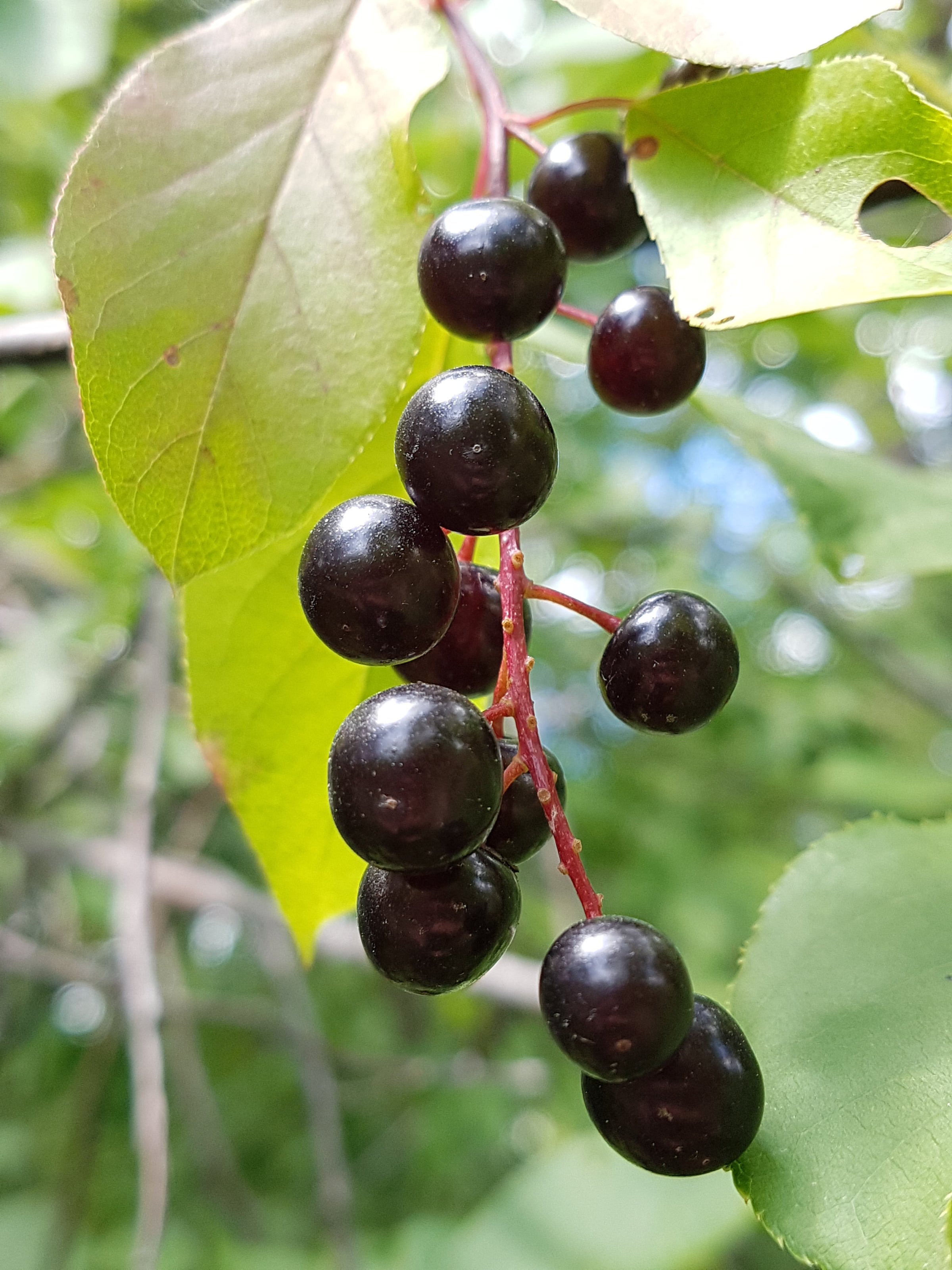 Choke Cherry Tree Seeds Canada Grown, Hardy Perennial White Flower ...