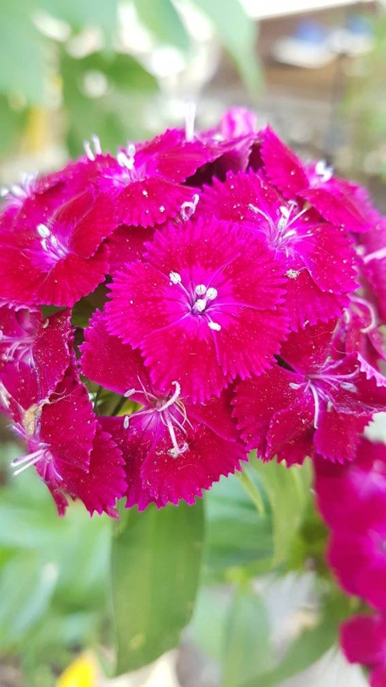Perennial Carnation Seeds Canada, Long Stemmed Carnation, Fragrant ...