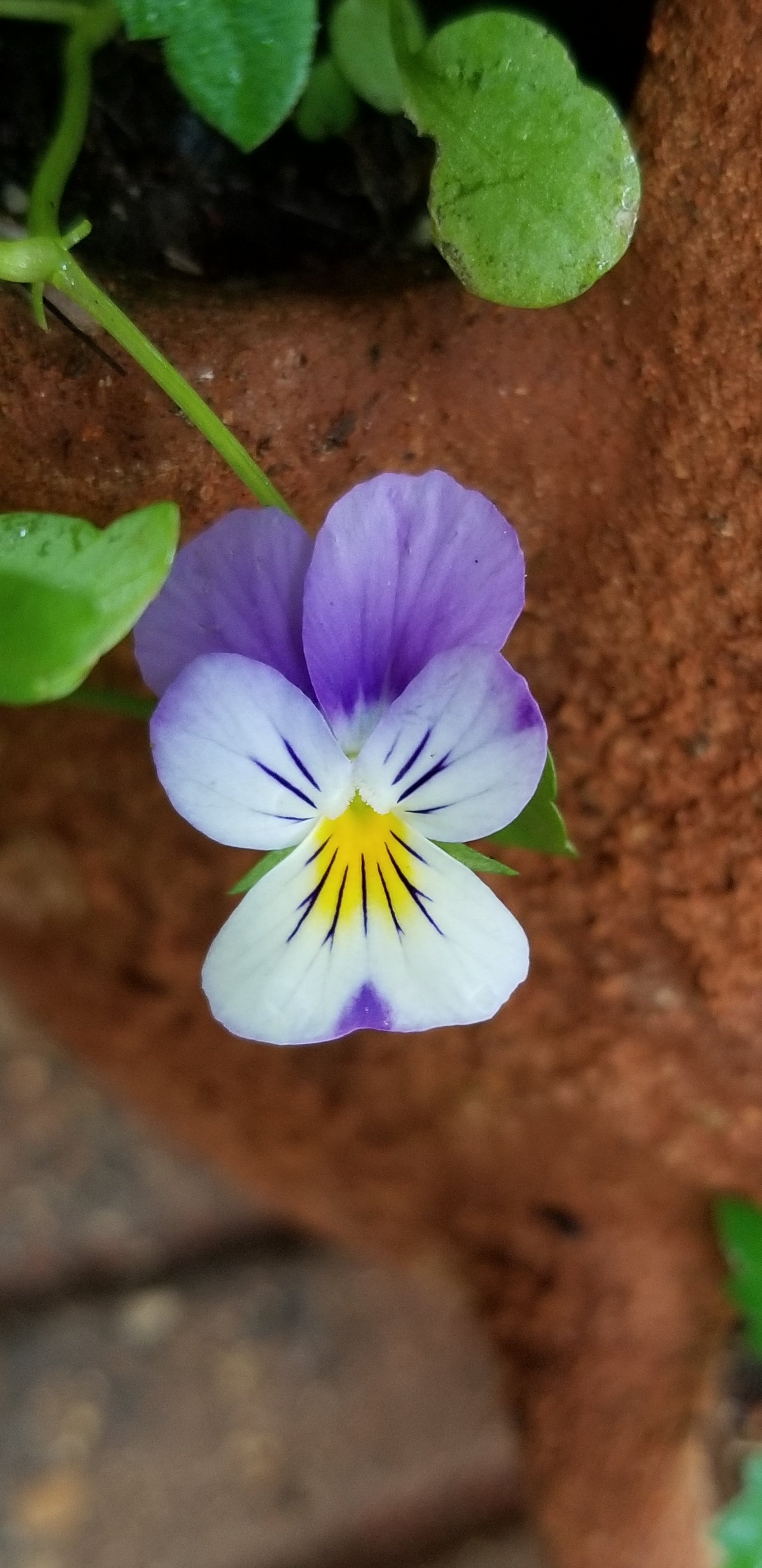Johnny Jump Up Viola Tricolor Flower Seeds, Perennial Jolly-Jump-Up ...