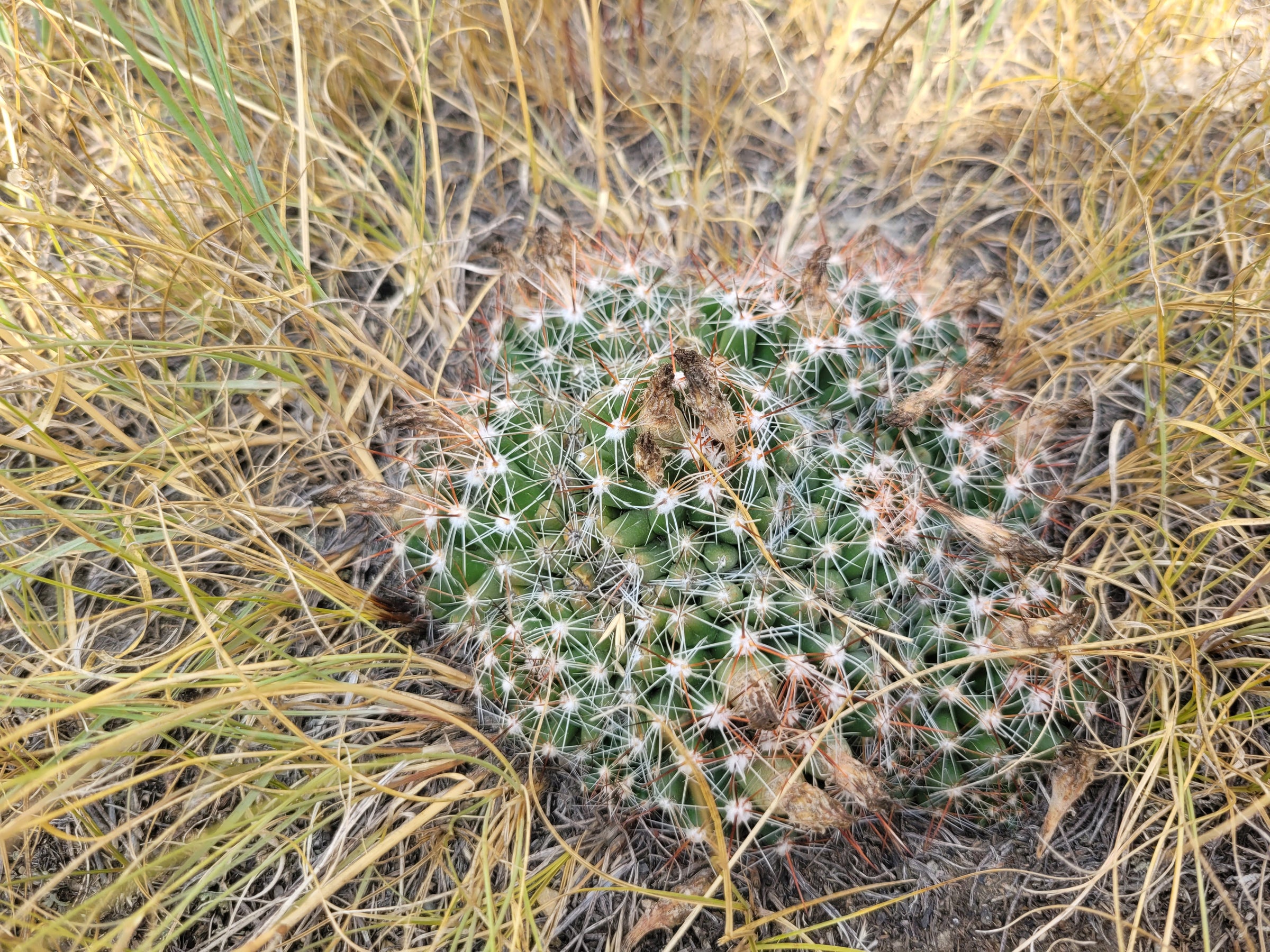 RARE Spinystar Cactus Seeds Canada, Native Canadian Perennial Cactus ...