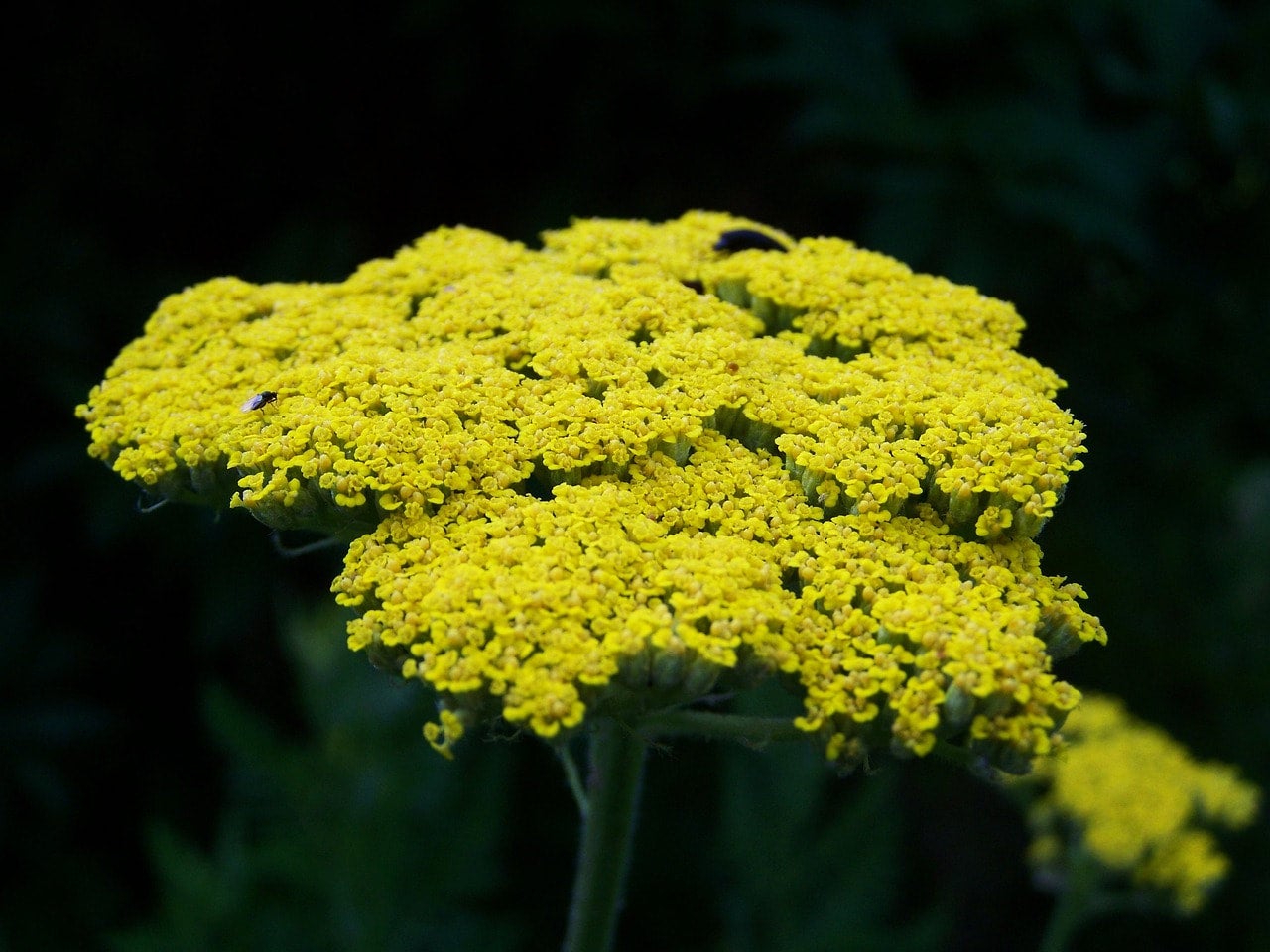 Yellow Yarrow Seeds Canada, Perennial Golden Yarrow, Fragrant Flower ...