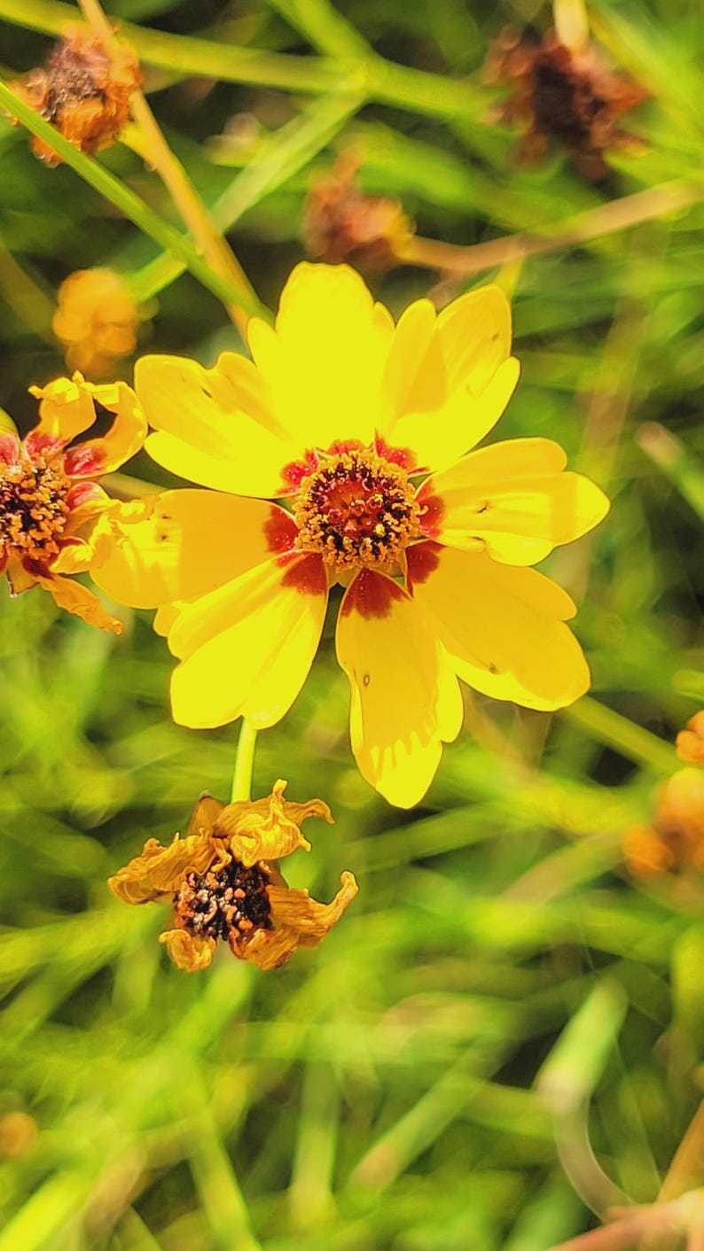 Plains Coreopsis Seeds Canada, Native Canadian Wildflowers, Prairie ...