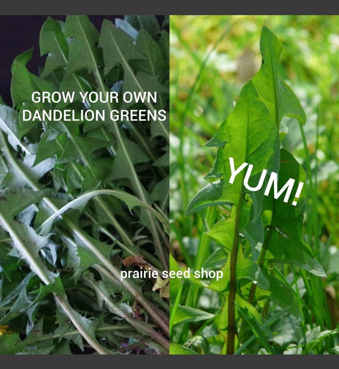 100+ Dandelion Greens Seeds Canada, Zone 3-10 Perennial Vegetable Herb ...