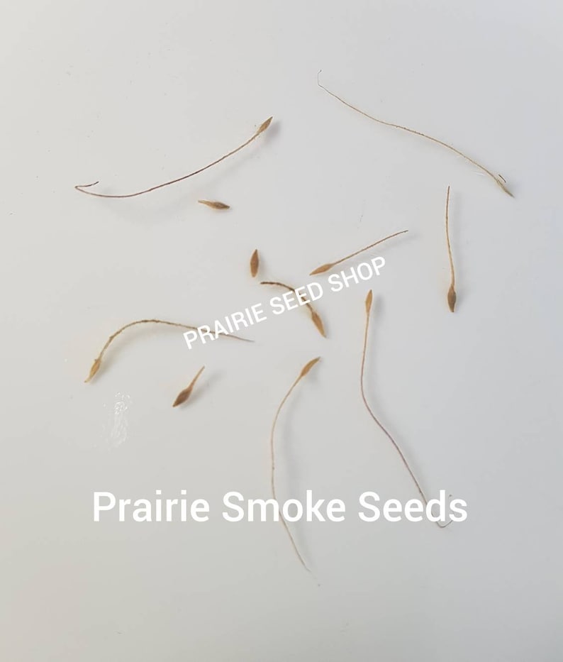 Prairie Smoke Seeds Canada, Geum Triflorum, Three Flowered Avens, Old ...
