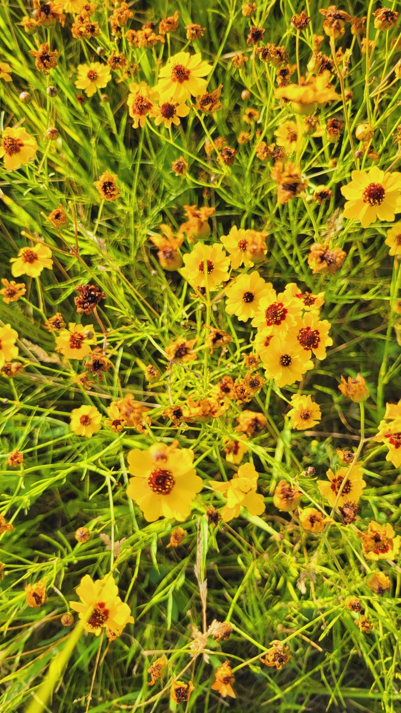 Plains Coreopsis Seeds Canada, Native Canadian Wildflowers, Prairie ...
