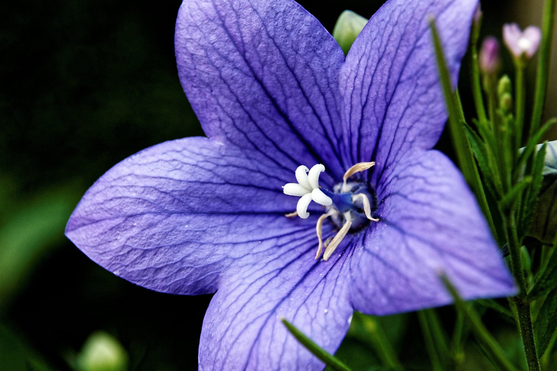 Balloon Flower Seeds Canada, Platycodon Grandiflora, Purple Flower ...