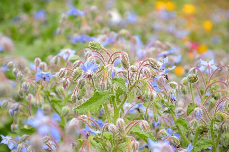 Blue Borage Flower Seeds Canada, Borago Officinalis, Hardy Annual ...