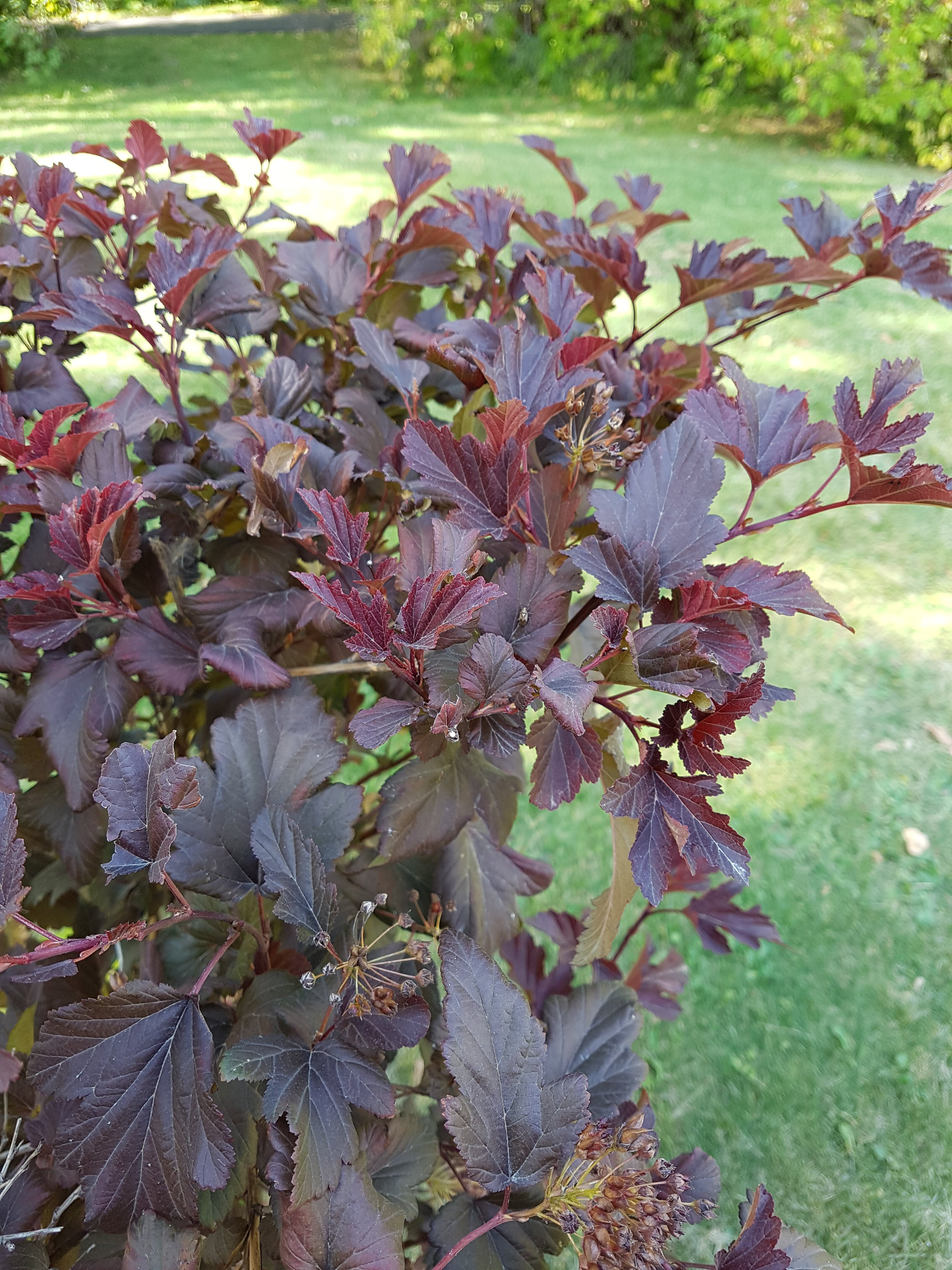 Black Ninebark Seeds Canada, Common Nine Bark, Shrub Bush Hedge, Red ...