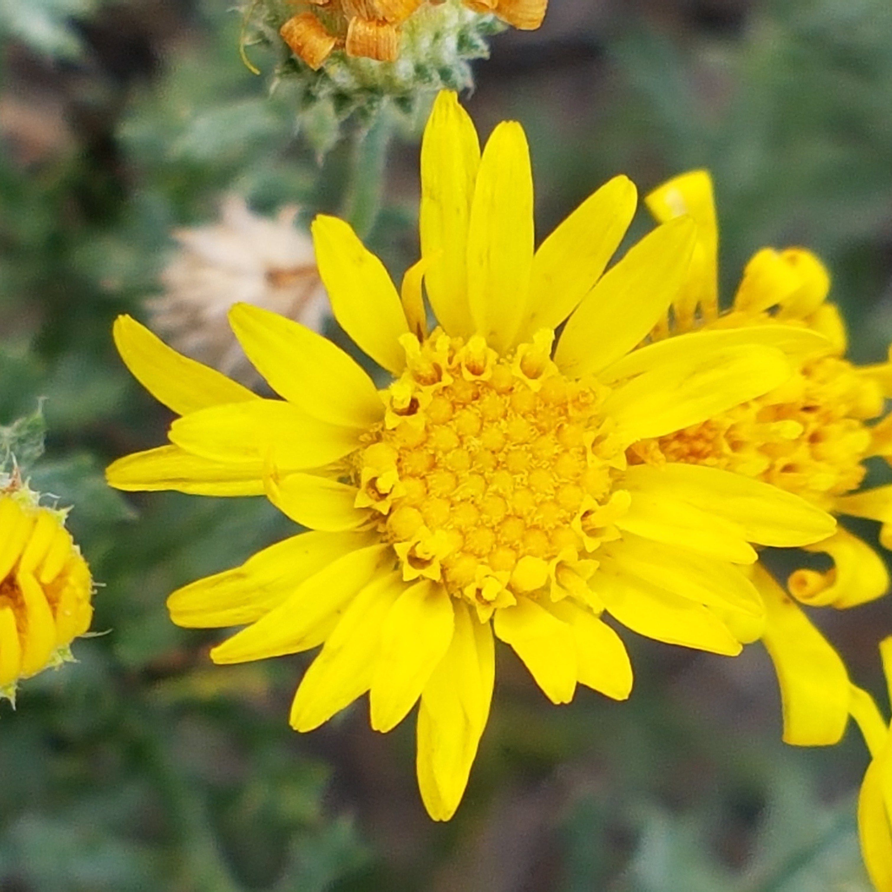 Hairy False Goldenaster Seeds Canada, Telegraph Weed, Hairy Golden Aster, Heterotheca Villosa ...