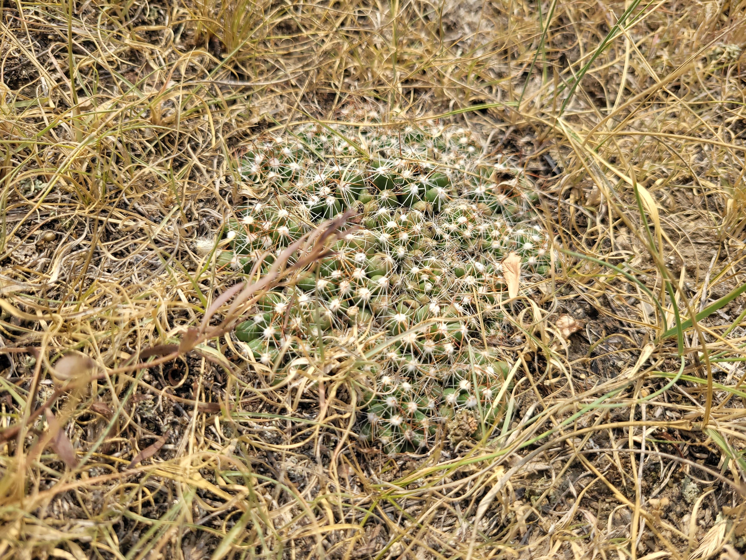 RARE Spinystar Cactus Seeds Canada, Native Canadian Perennial Cactus ...