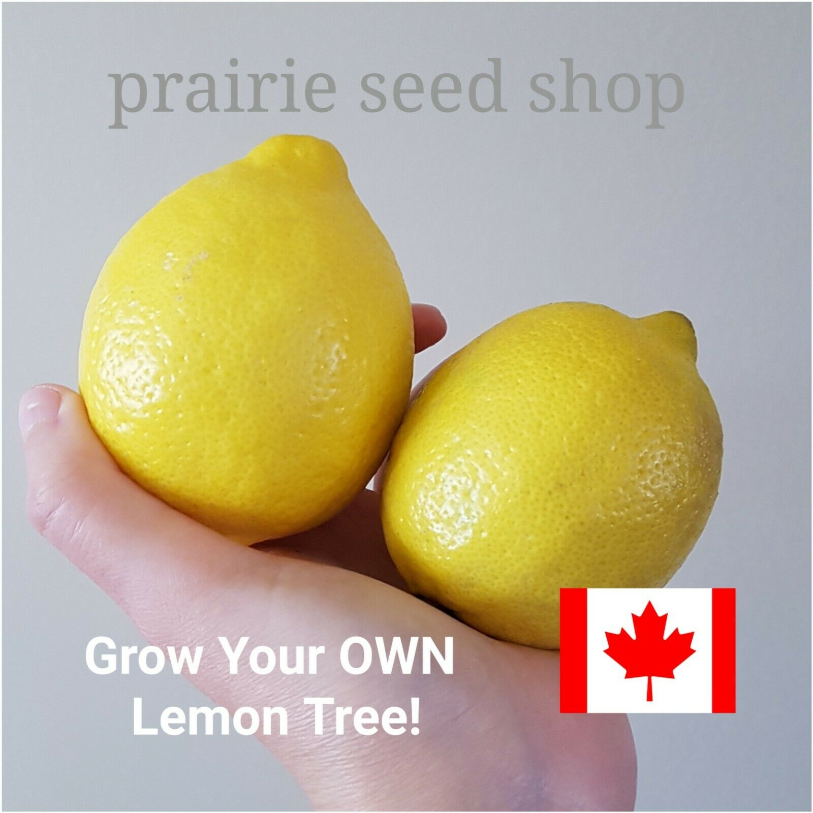 Lemon Tree Seeds, Grow Your Own Lemons! | Prairie Seed Shop Canada