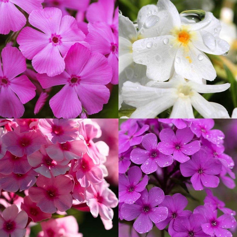 Dwarf Phlox Seeds Canada, Mixed Color Annual Flower Seeds, Garden Seeds ...