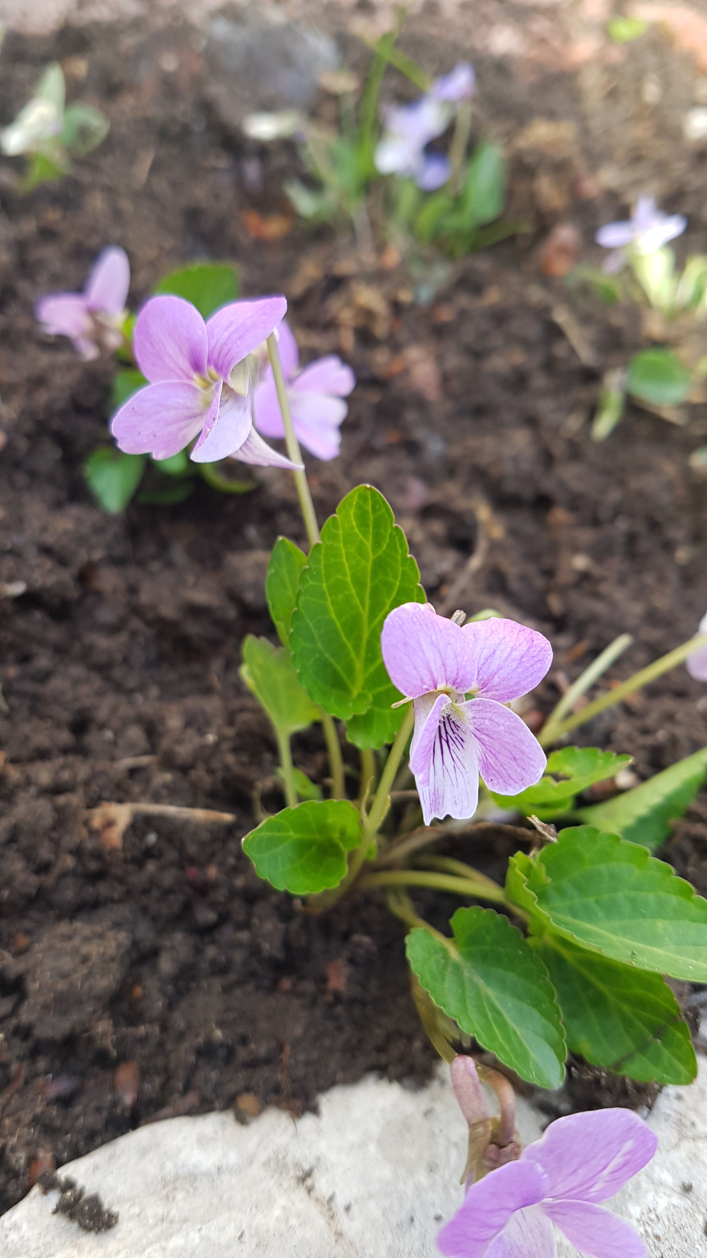 Wild Perennial Violet Seeds Canada, Native Pink Purple White Canadian ...