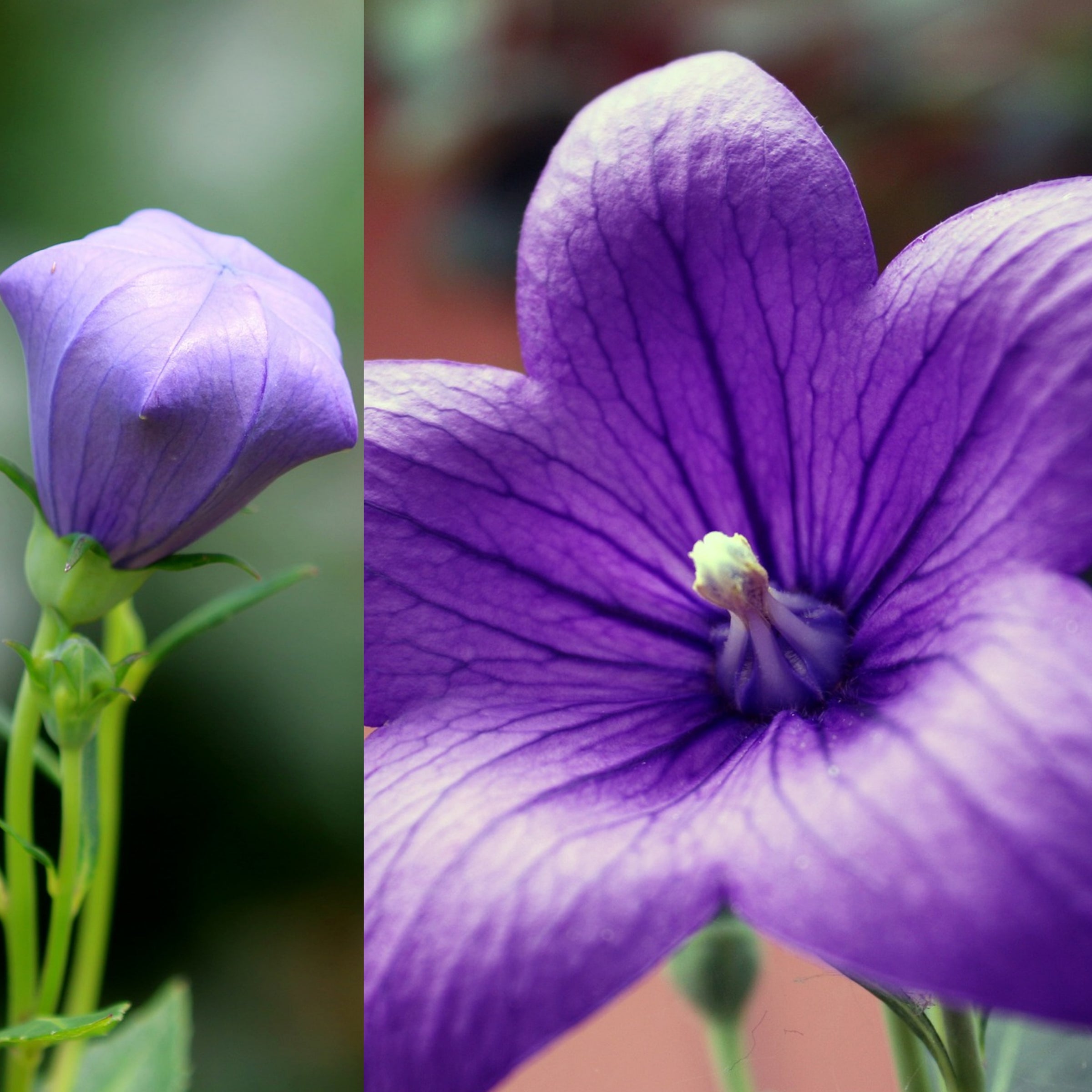 Balloon Flower Seeds Canada, Platycodon Grandiflora, Purple Flower ...
