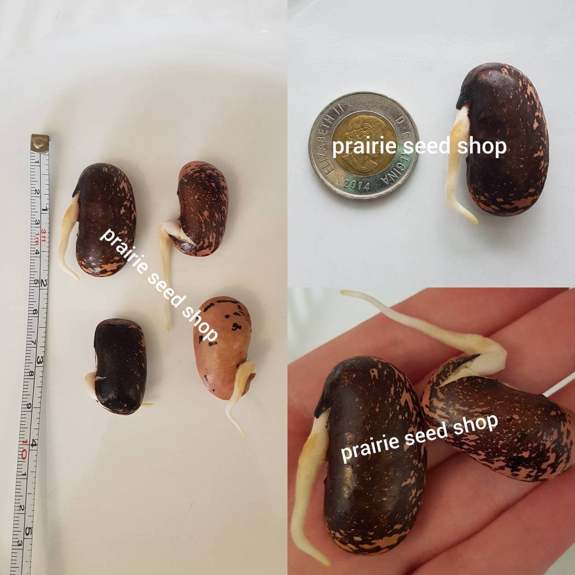 Giant Purple And Black Elephant Bean Seeds Canada, Rare Heirloom ...