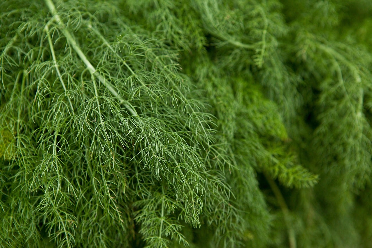 Mammoth Dill, Long Island Variety, Giant Dill, Anethum Graveolons ...