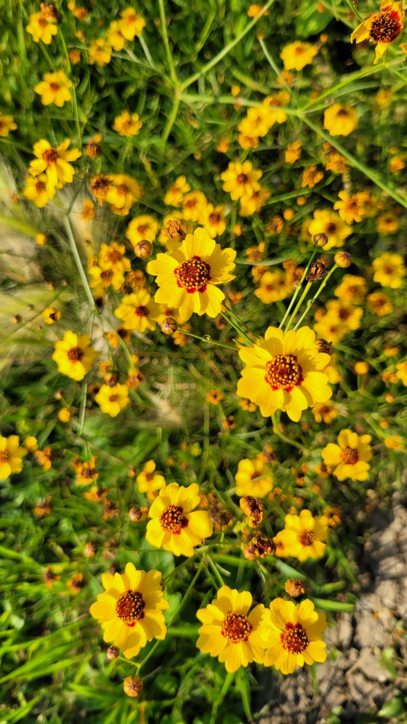 Plains Coreopsis Seeds Canada, Native Canadian Wildflowers, Prairie ...