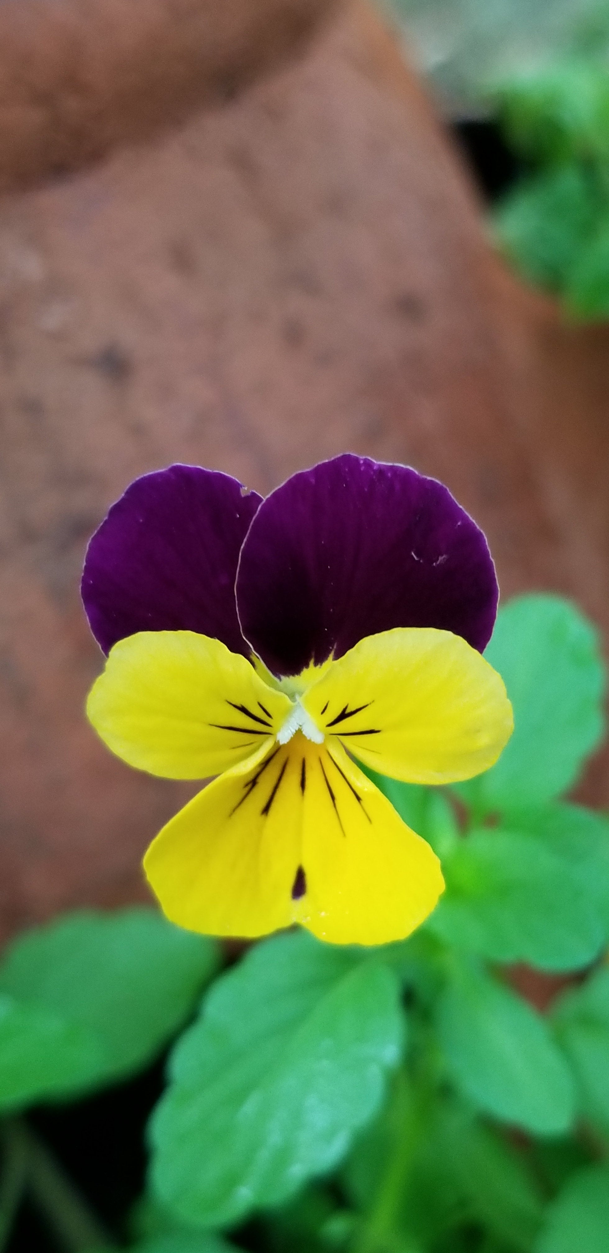 Johnny Jump Up Viola Tricolor Flower Seeds, Perennial Jolly-Jump-Up ...
