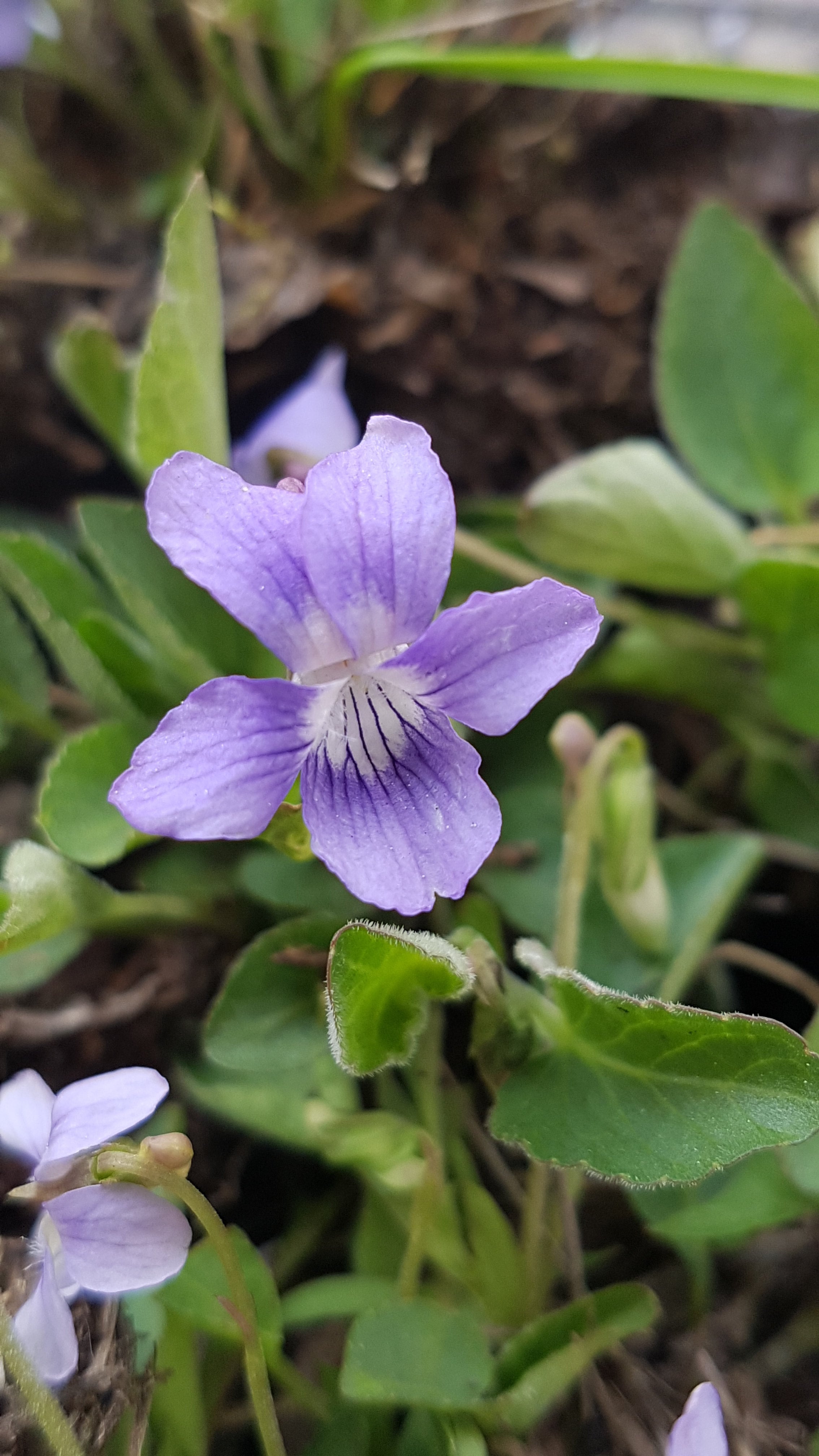 Wild Perennial Violet Seeds Canada, Native Pink Purple White Canadian ...