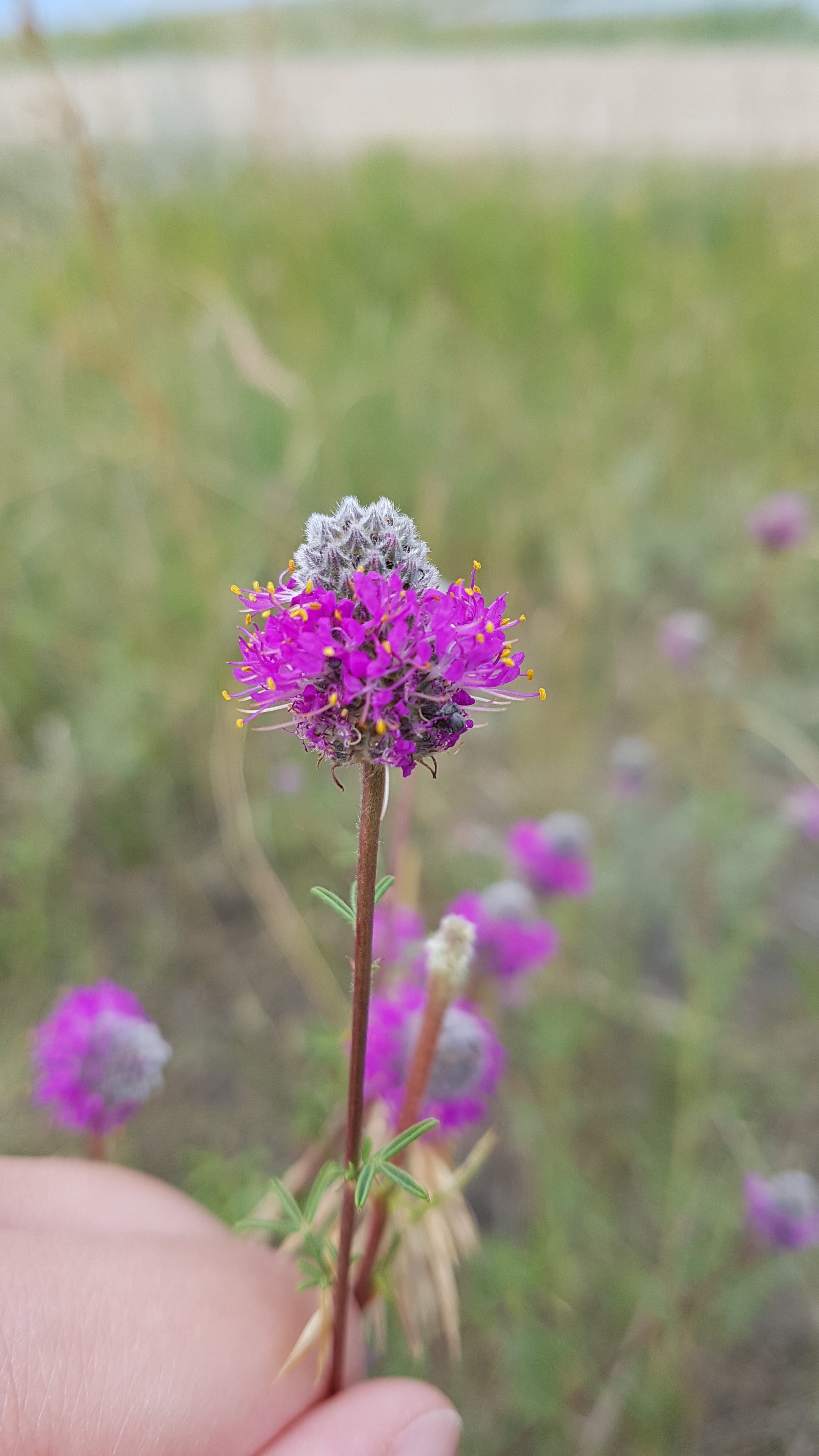 Purple Prairie Clover Seeds Canada, Perennial Native Canadian Wild ...
