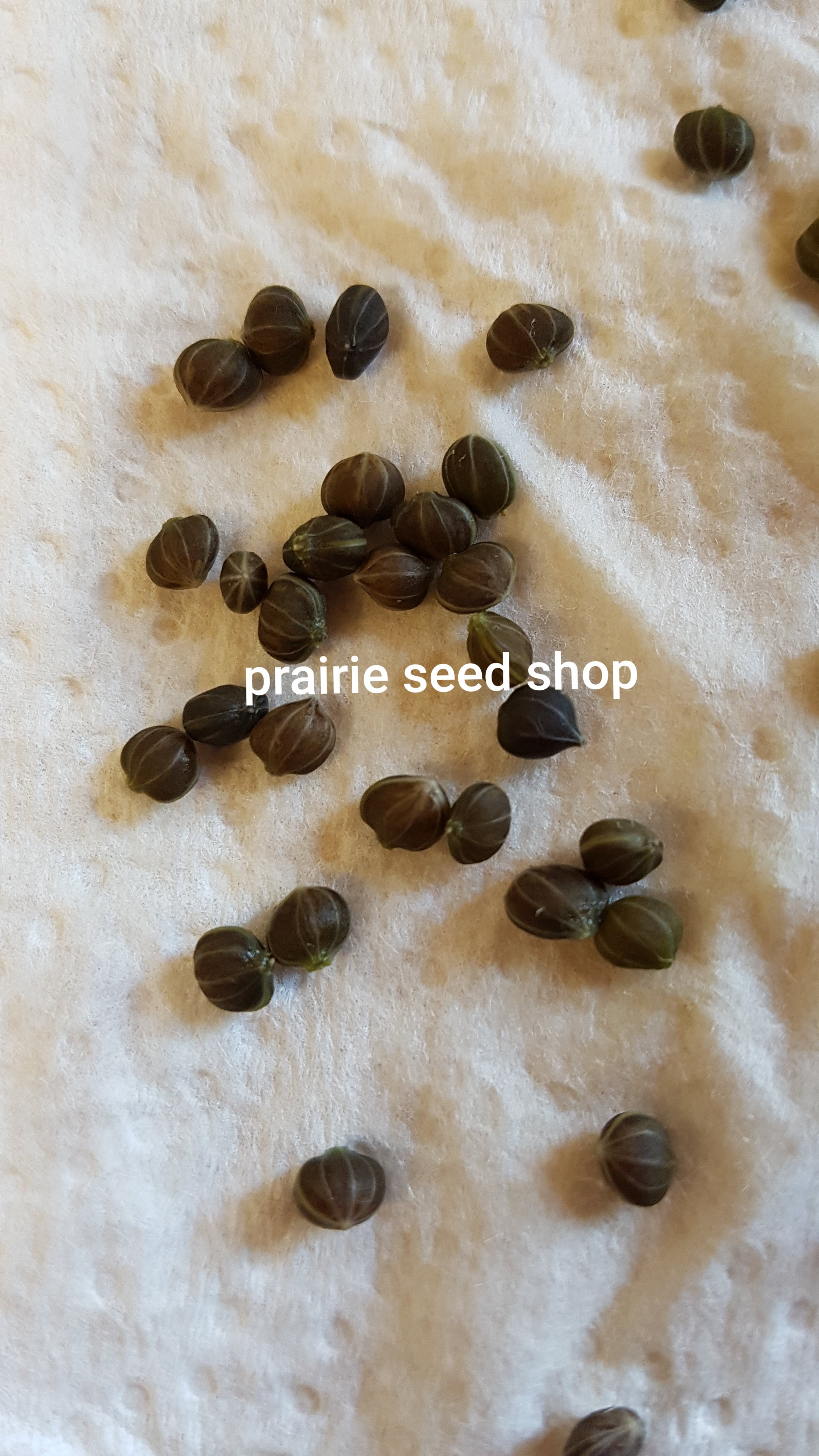 Red Osier Dogwood Seeds Canada, Ornamental Bush Shrub Hedge, White ...