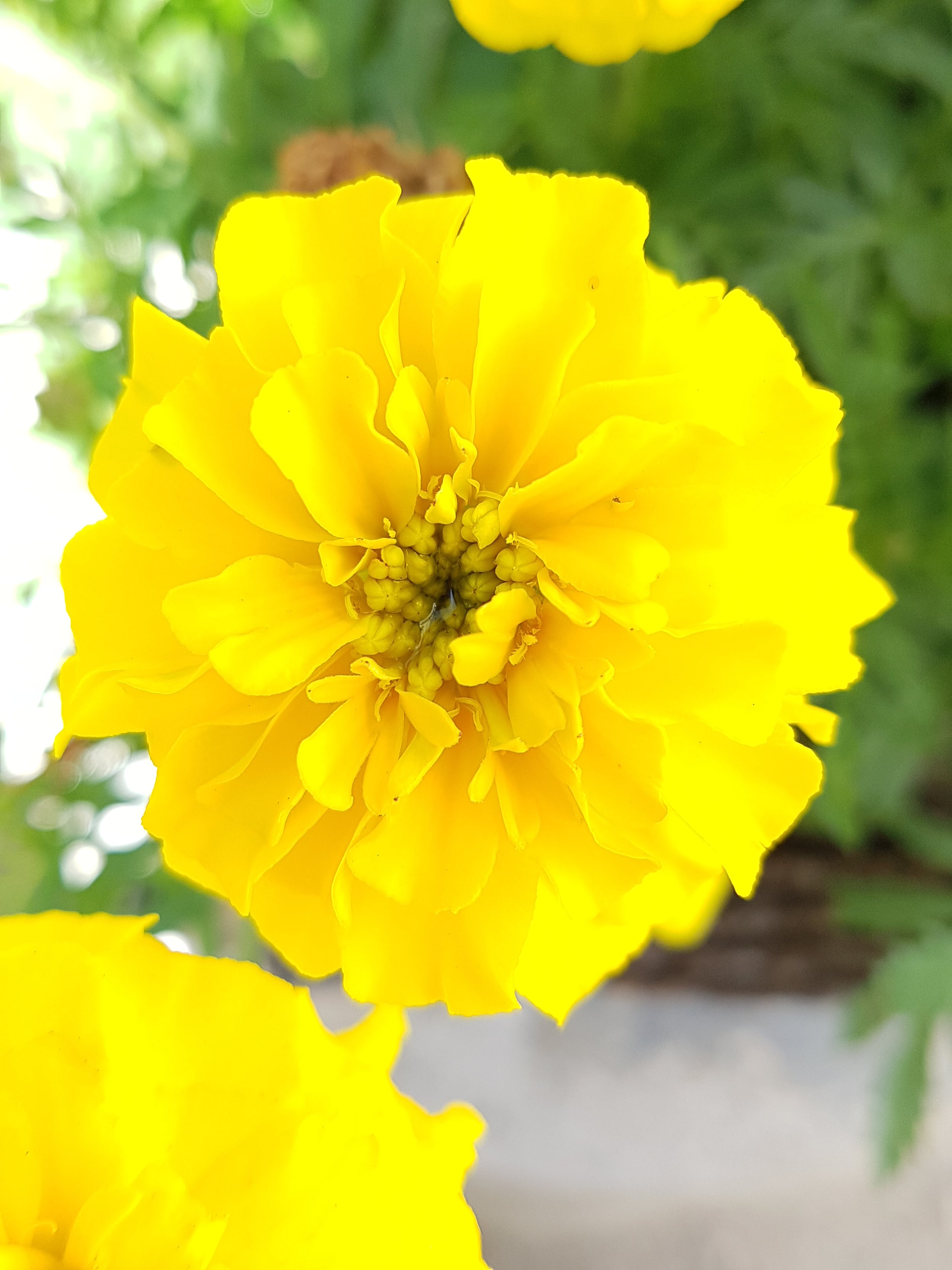 Yellow French Marigold Seeds Canada, Bright Neon Color 50+ Seeds Bulk ...