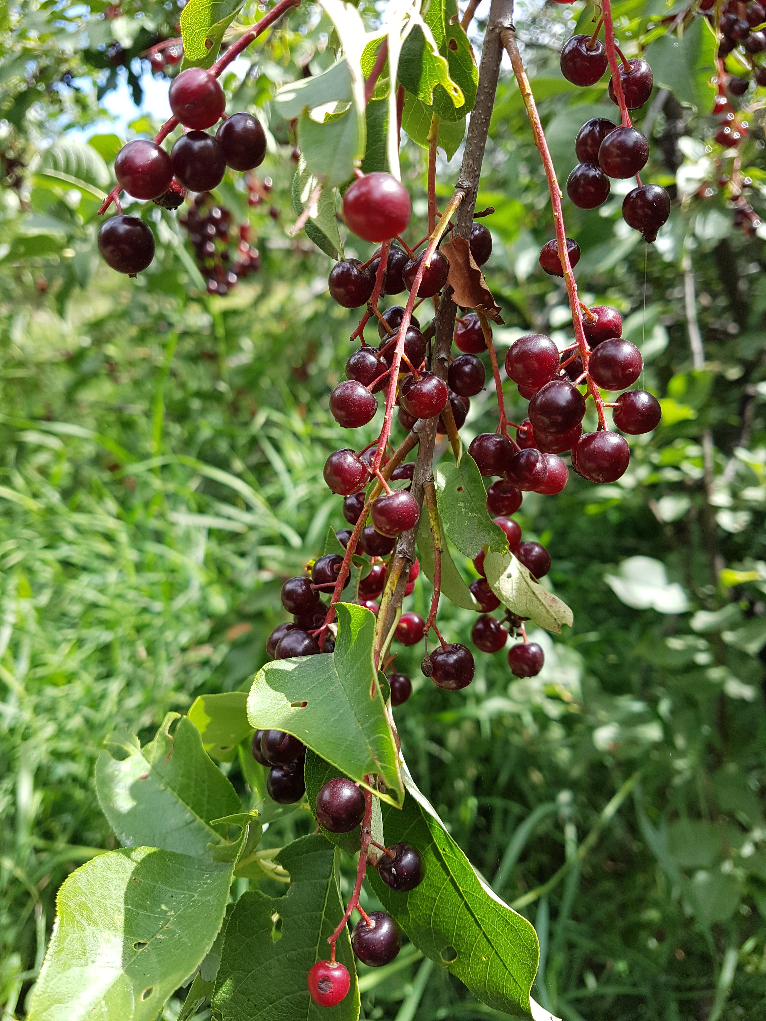 Choke Cherry Tree Seeds Canada Grown, Hardy Perennial White Flower ...