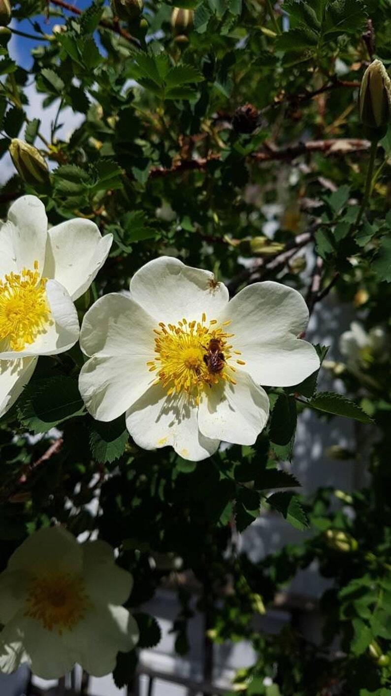 White Burnet Rose Bush Seeds Canada Grown, Flower Shrub, Hardy Perennial White Flower, Rose Hips ...