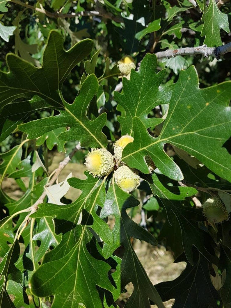Bur Oak Tree Seeds Canada, Hardy Zone 3-8, Scrub Prairie Mossycup Burr ...