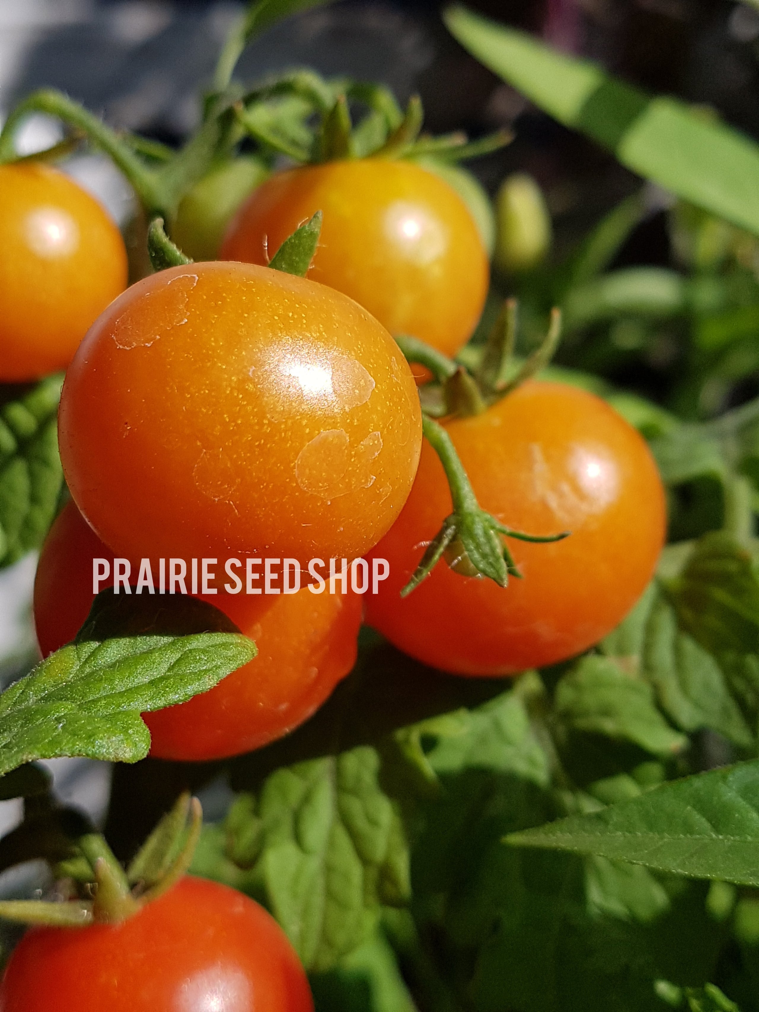 Tiny Tim & Red Robin Micro Dwarf Cherry Tomato Seed Blend, Seeds Canada ...