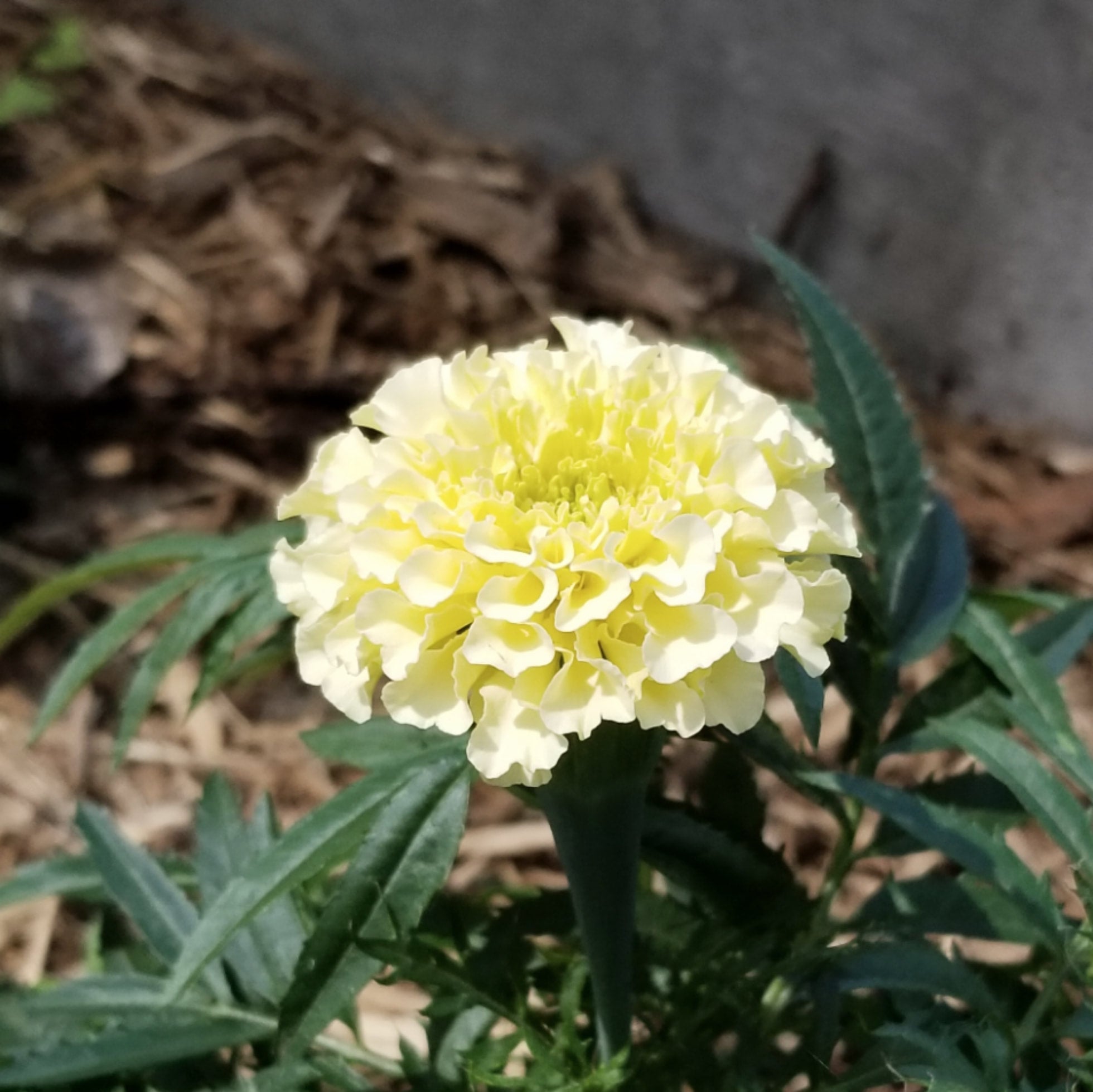 White Marigold Flower Seeds, Rare White Cream Snow Annual, Container ...