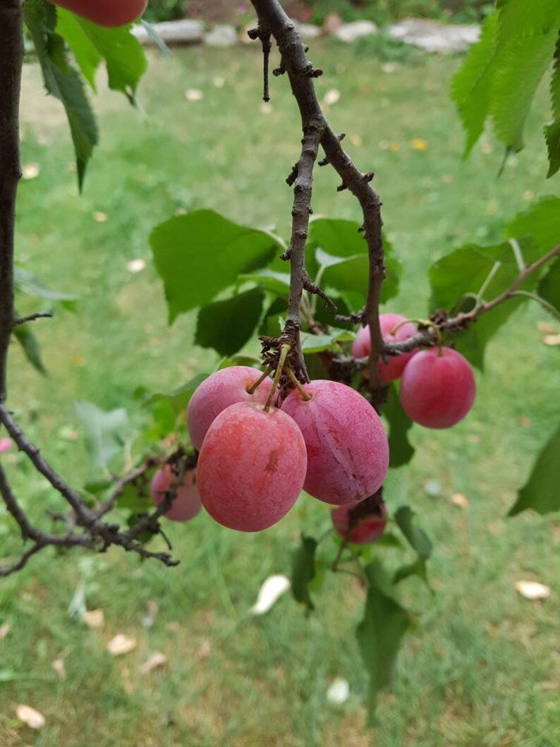 Wild Plum Tree Seeds Canada, Hardy Heirloom, White Flowering Ornamental ...