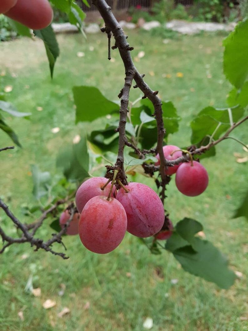 Wild Plum Tree Seeds Canada, Hardy Heirloom, White Flowering Ornamental ...