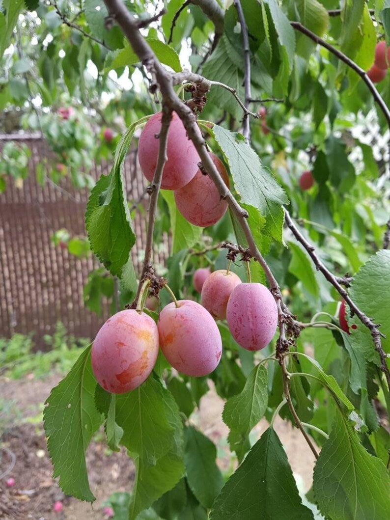 Wild Plum Tree Seeds Canada, Hardy Heirloom, White Flowering Ornamental ...