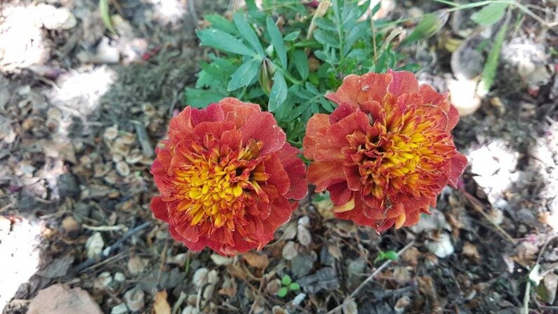 Pink Marigold Flower Seeds Canada, Rare Strawberry Blonde Salmon Annual ...