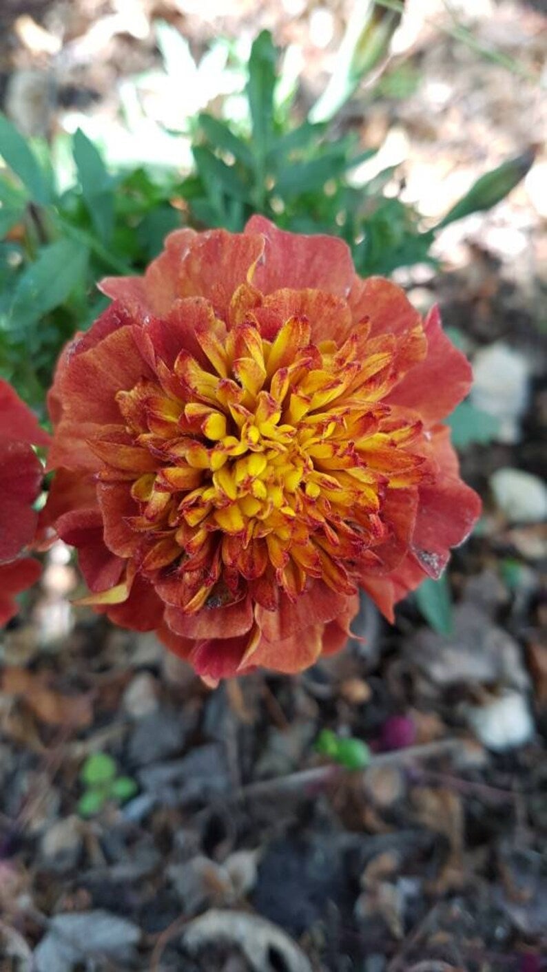Pink Marigold Flower Seeds Canada, Rare Strawberry Blonde Salmon Annual ...