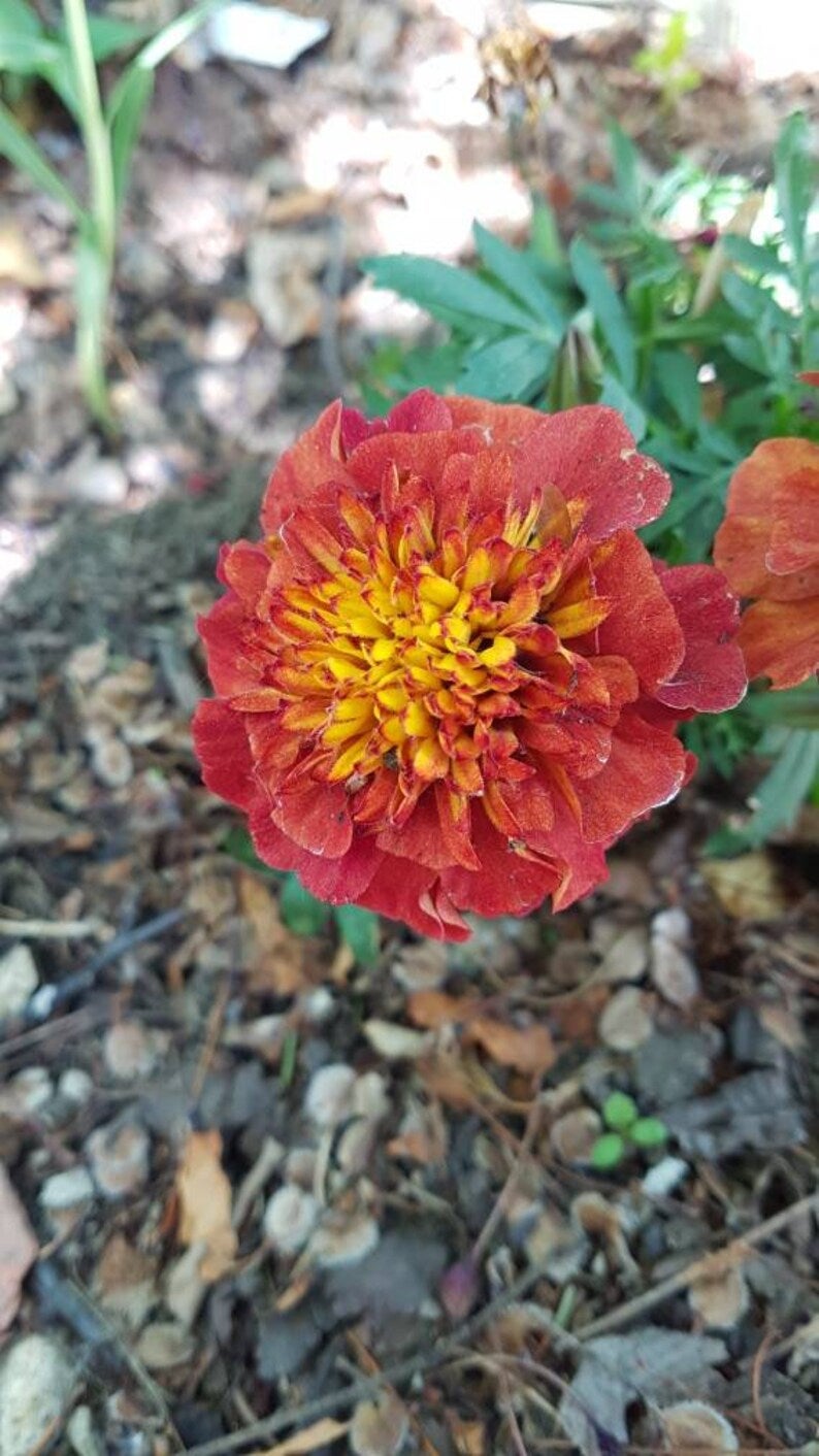 Pink Marigold Flower Seeds Canada, Rare Strawberry Blonde Salmon Annual ...