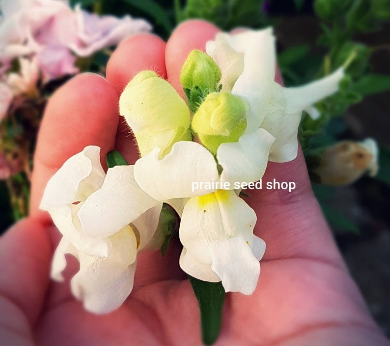 Buttered Popcorn White & Yellow Snapdragon Flower Seeds Canada ...
