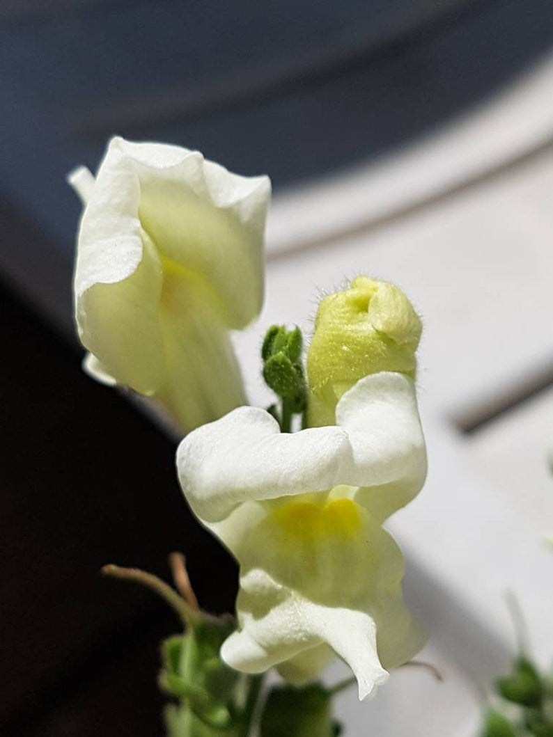 Buttered Popcorn White & Yellow Snapdragon Flower Seeds Canada ...