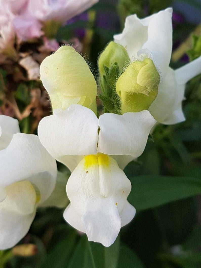 Buttered Popcorn White & Yellow Snapdragon Flower Seeds Canada ...