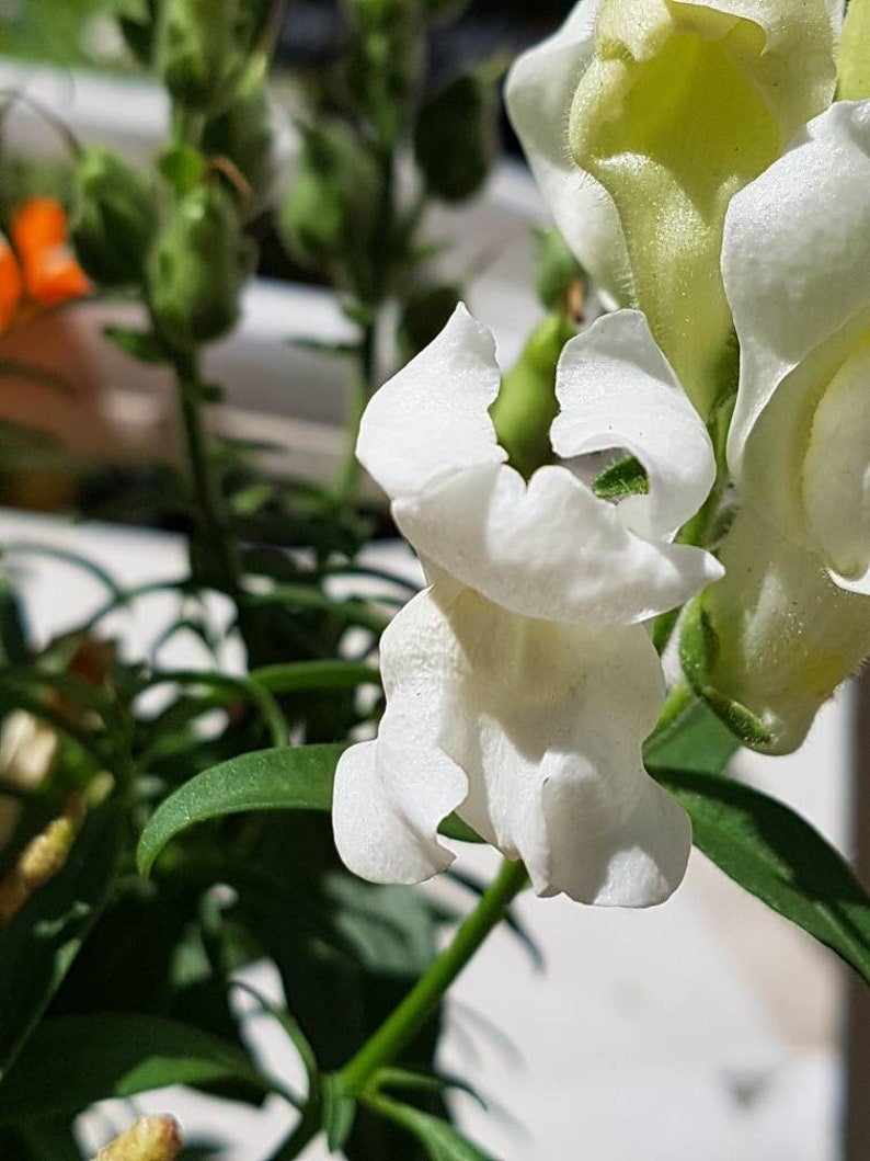 Buttered Popcorn White & Yellow Snapdragon Flower Seeds Canada ...