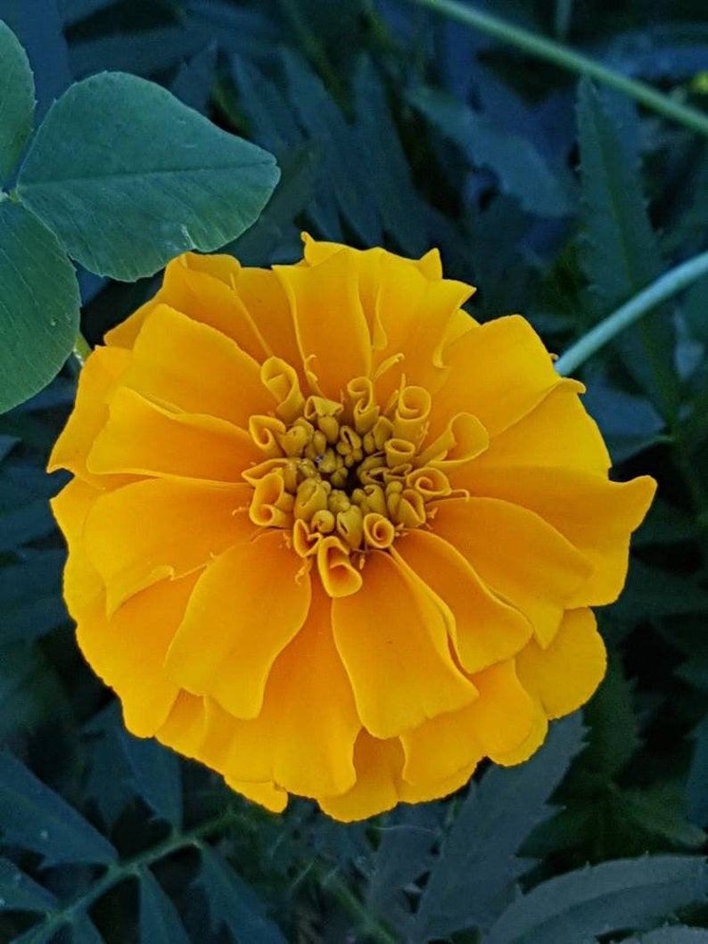 Rich Gold French Marigold Seeds Canada, Golden Color 50+ Seeds Bulk Lot ...