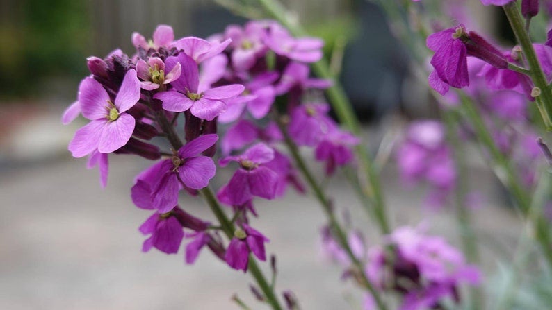 Night Scented Stock Seeds Canada, Evening Stocks, Matthiola Flower ...