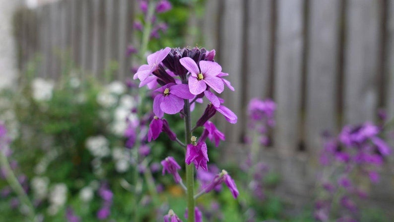 Night Scented Stock Seeds Canada, Evening Stocks, Matthiola Flower ...