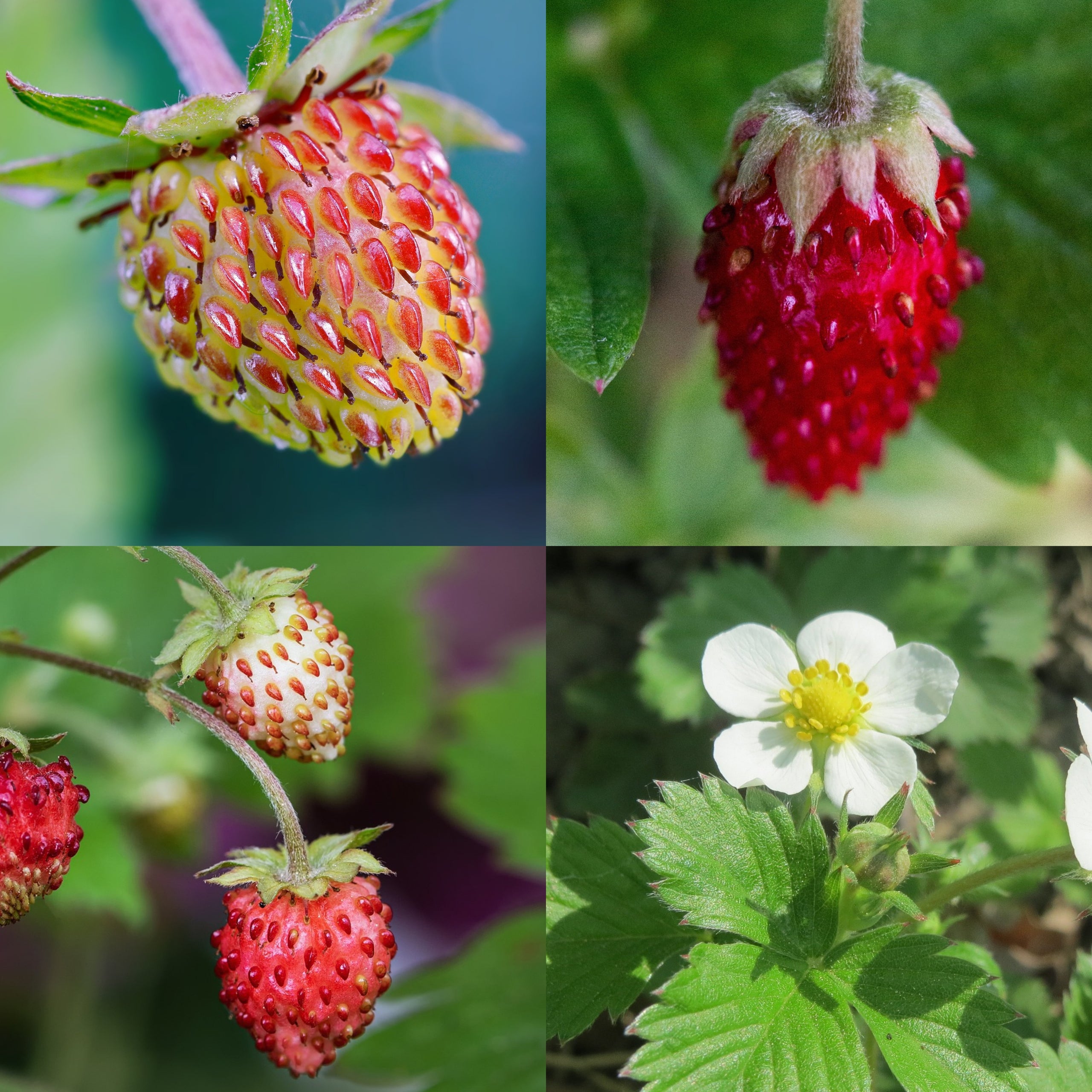 Rare White & Red WILD Strawberry Plant Seeds Blend, Fragaria Vesca ...