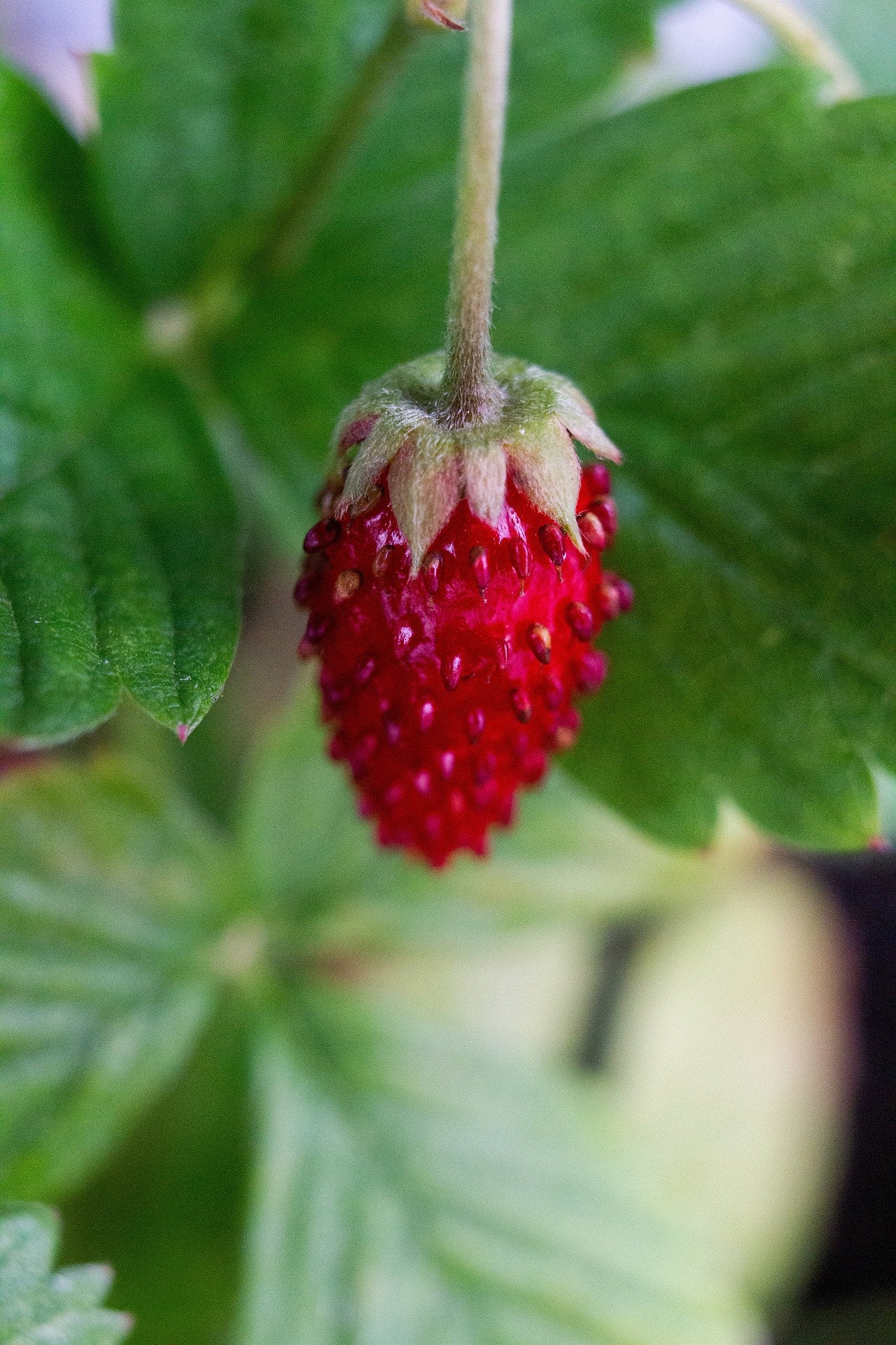 Rare White & Red WILD Strawberry Plant Seeds Blend, Fragaria Vesca ...