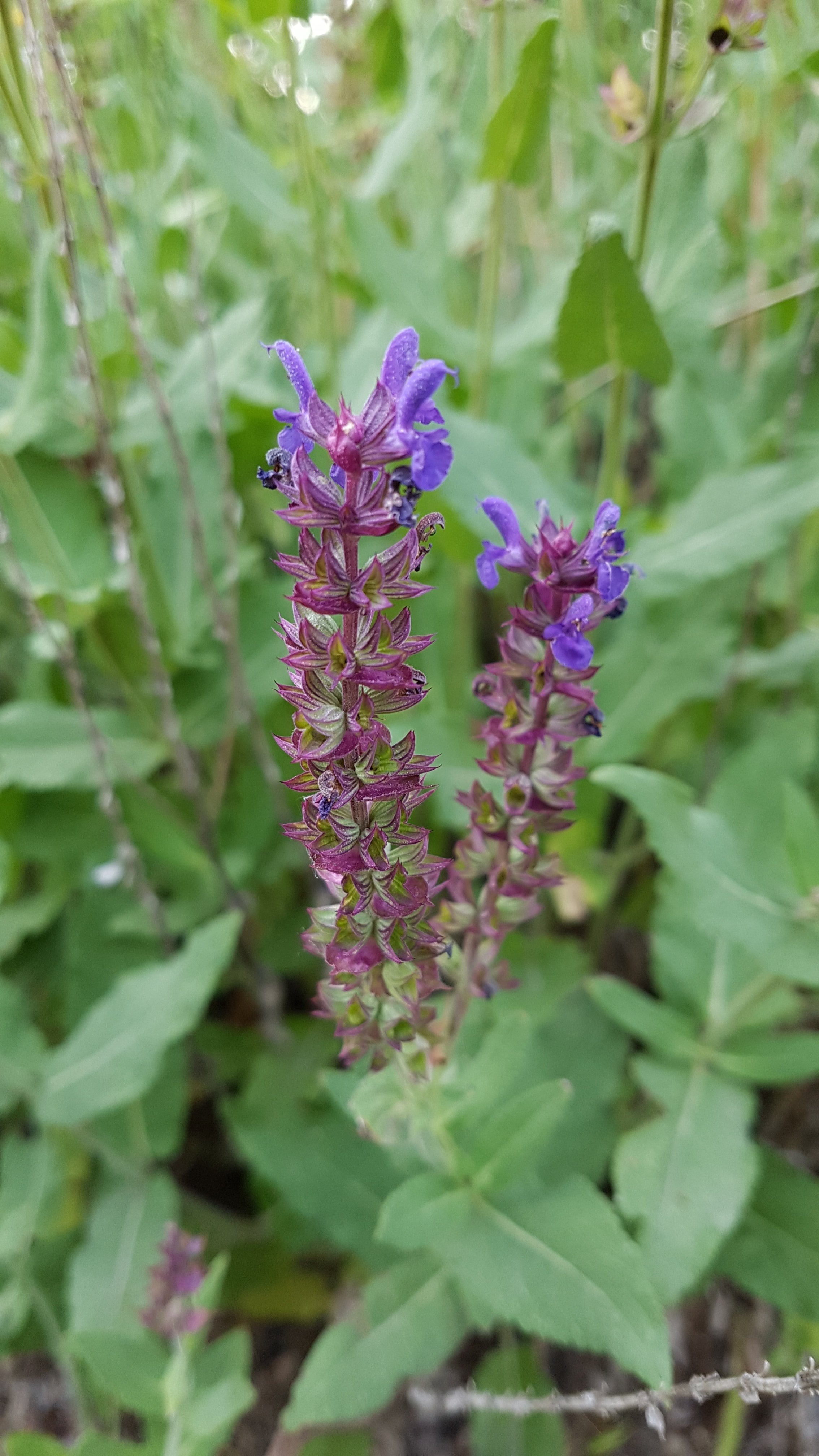 Woodland Sage Seeds Canada, Purple Sage Flower, Violet Wood Sage ...