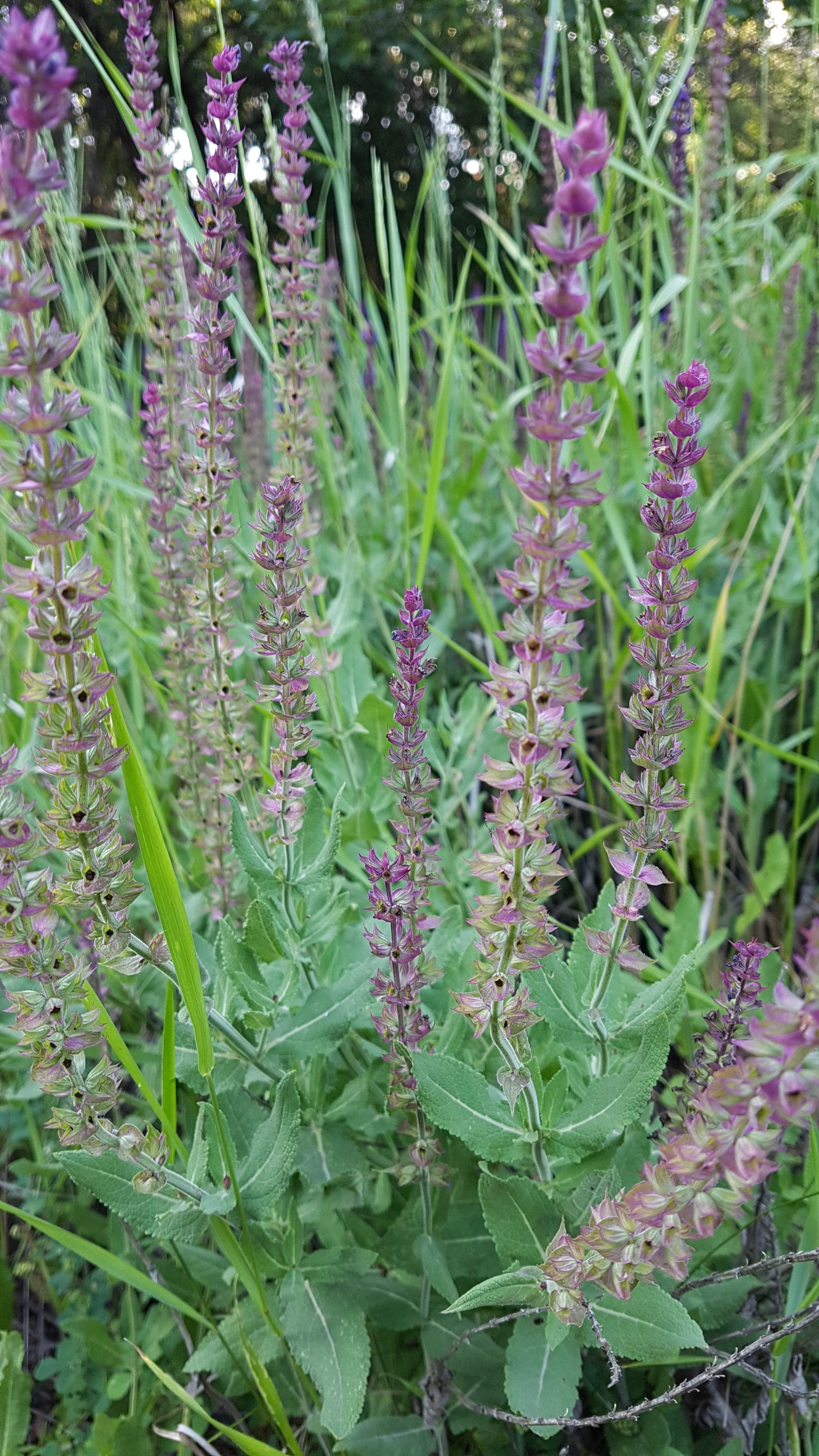Woodland Sage Seeds Canada, Purple Sage Flower, Violet Wood Sage ...